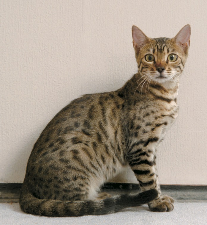 БЕНГАЛЬСКАЯ КОШКА • Большая российская энциклопедия - электронная версия